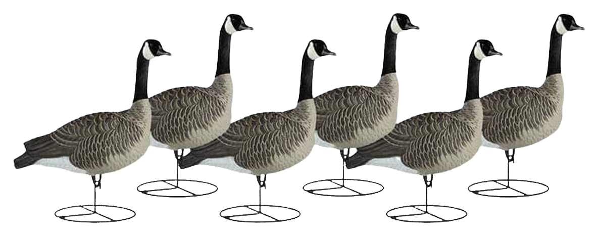 Dakota Signature Series Fully Flocked Canada Sentry Decoys 6 Pack ...
